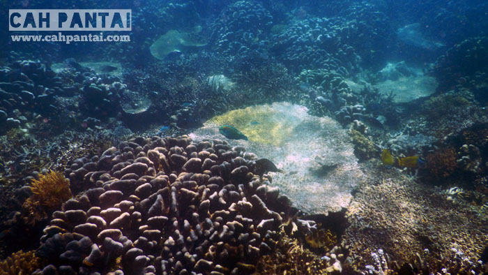 Karang di Dangkalan – Cah Pantai