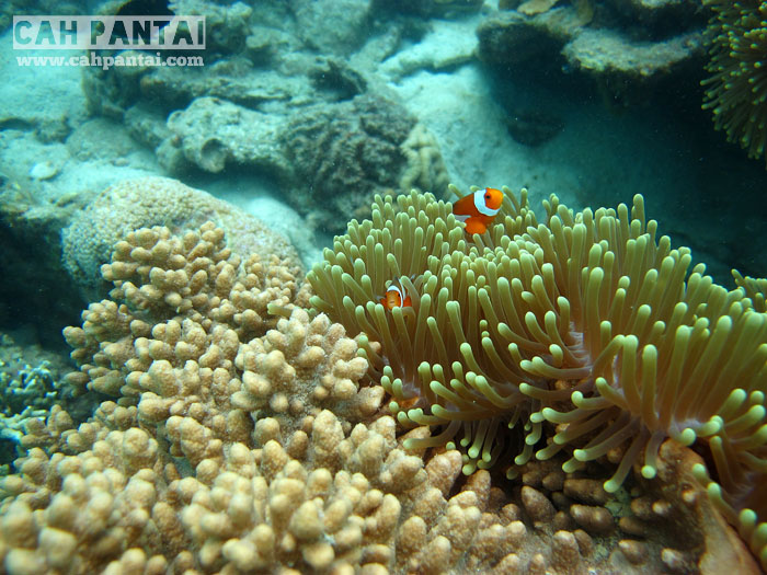 Finding Nemo – Cah Pantai