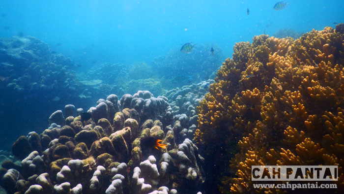 Berpapasan dengan Ular Laut di Dangkalan – Cah Pantai