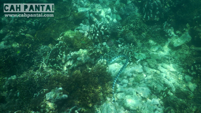 Spot Dangkalan – Cah Pantai