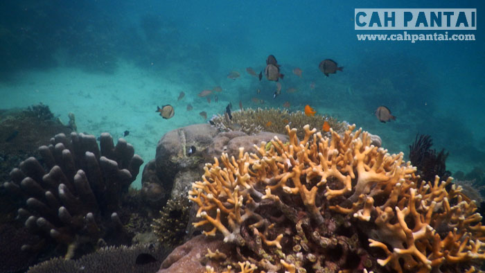 Spot Snapper Point – Cah Pantai